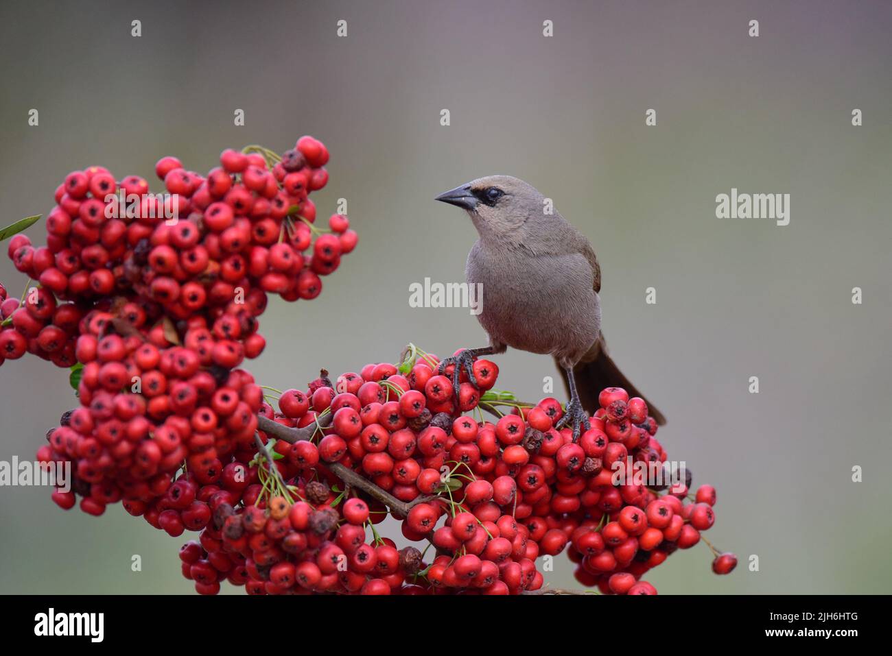 Bay winged Cowbird, Agelaioides badius, Calden forest, La Pampa ...