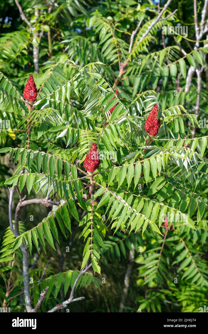 Staghorn Sumac (Rhus typhina), with ripened berries, fruit, E USA, by ...