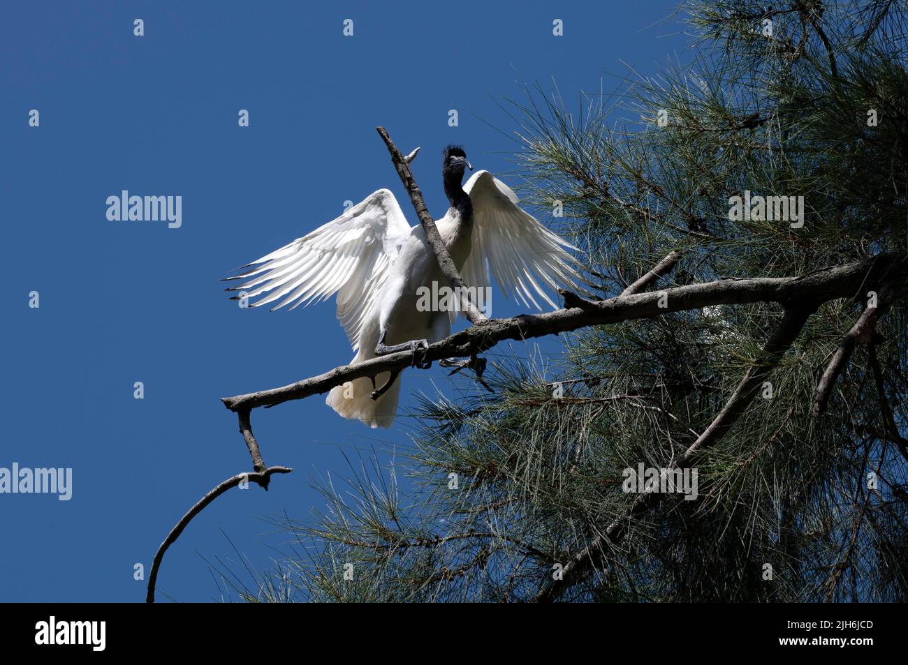 An Australian White Ibis (Threskiornis molucca) perched on a tree in ...