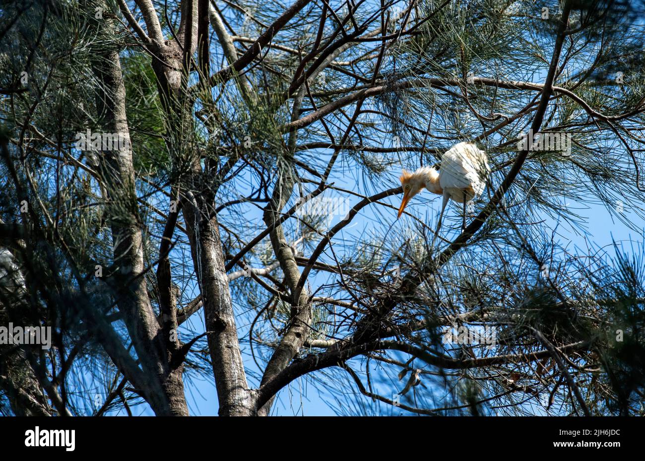 A Cattle Egret (Bubulcus ibis) collecting nesting material on a tree in ...