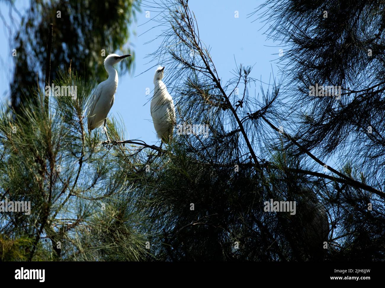 Two Egrets (Ardea alba) perched on a tree in Sydney, NSW, Australia ...