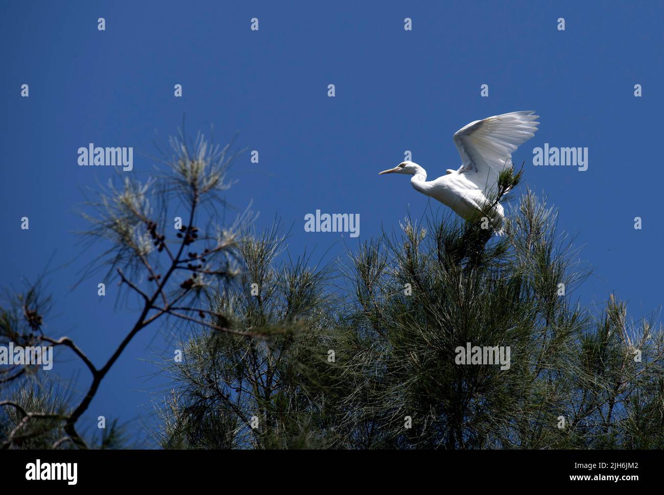 An Egret (Ardea alba) perched on a tree in Sydney, NSW, Australia ...