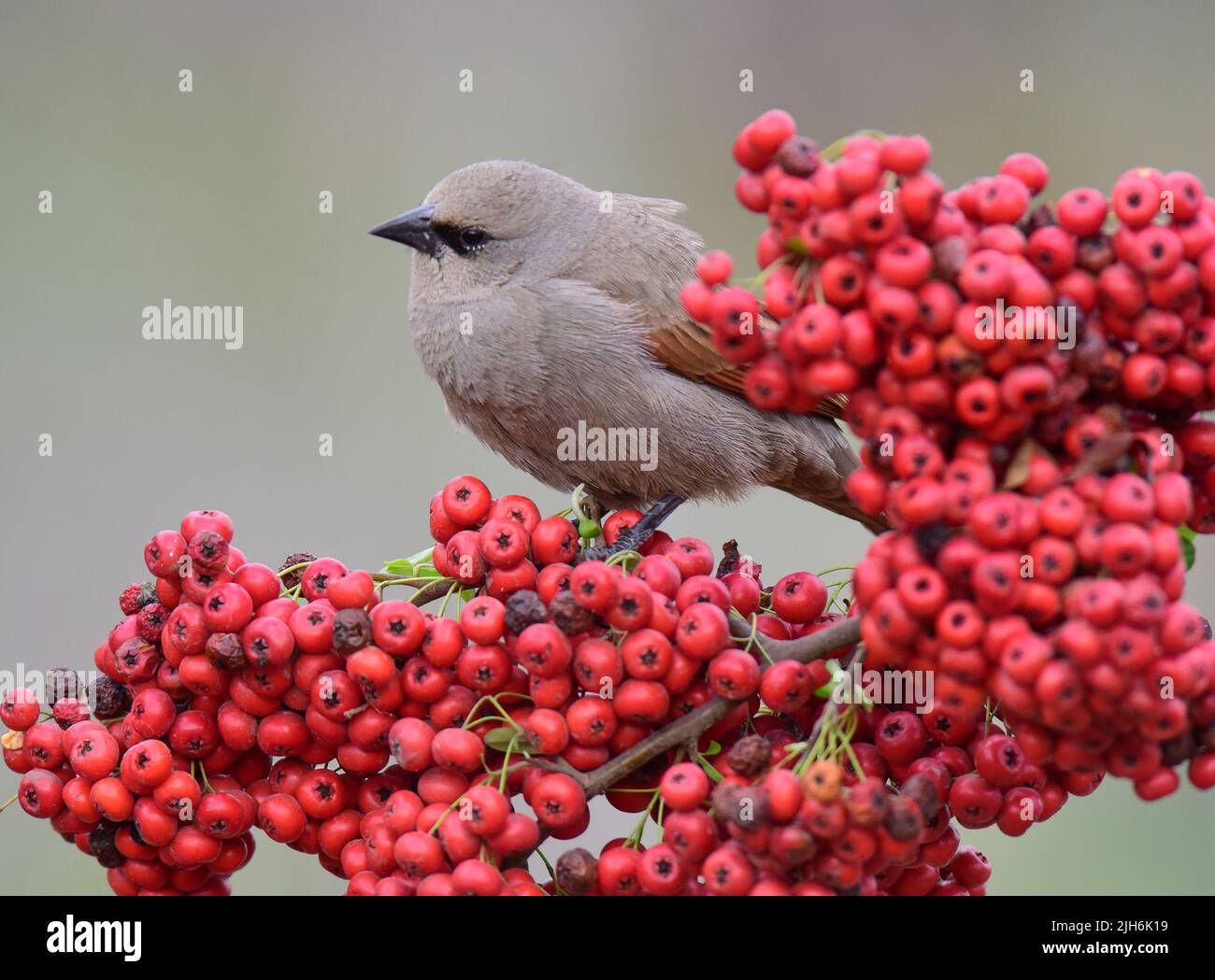 Bay winged Cowbird, Agelaioides badius, Calden forest, La Pampa ...