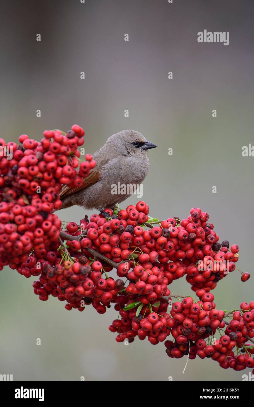 Bay winged Cowbird, Agelaioides badius, Calden forest, La Pampa ...
