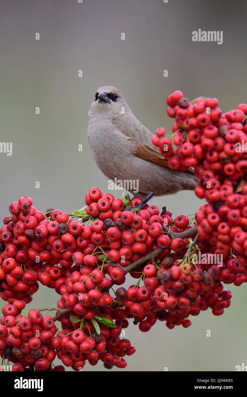 Bay winged Cowbird, Agelaioides badius, Calden forest, La Pampa ...
