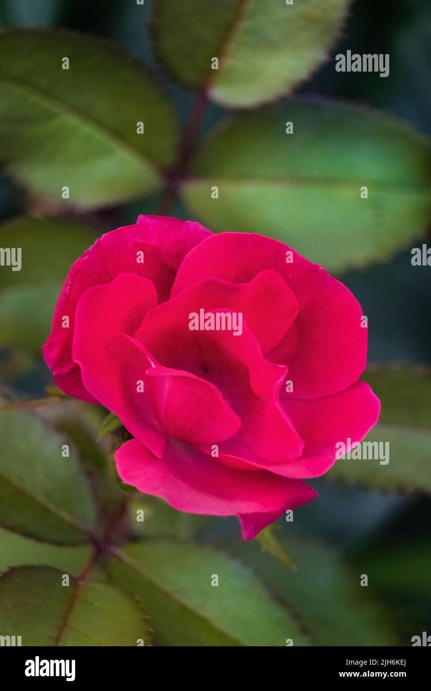 Ornamental leafy plant hi-res stock photography and images - Alamy