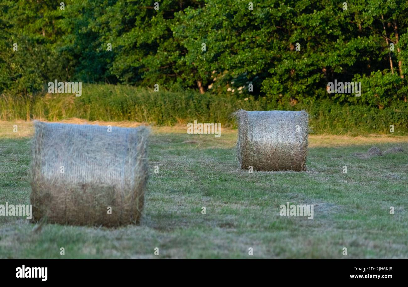 Hay after mowing and drying. Pressed hay in bales in the meadow Stock ...
