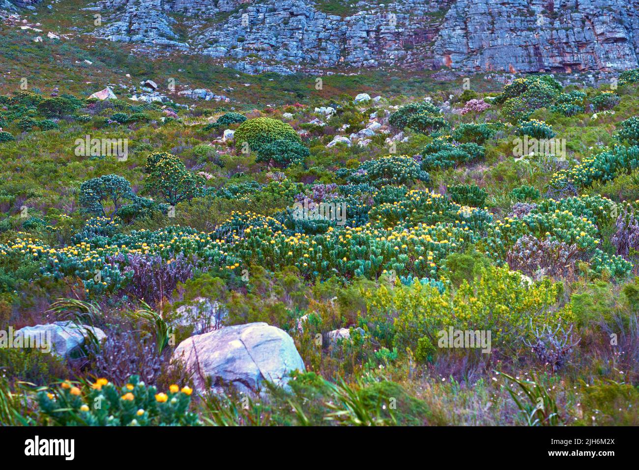 Landscape view of Table Mountain, Cape Town in Western Cape, South ...
