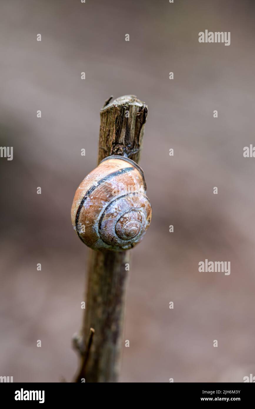 Close up garden snail shell hi-res stock photography and images - Alamy
