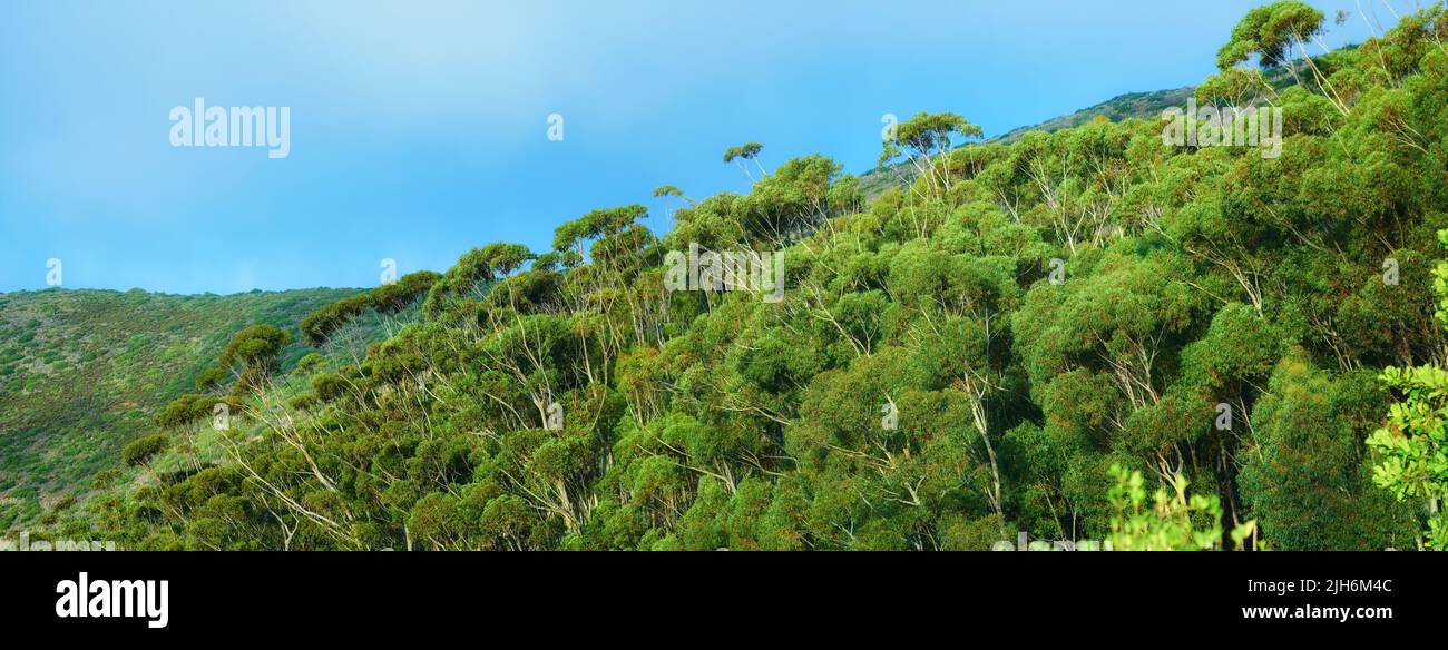 Flowers and trees on mountain side in South Africa, Western Cape ...