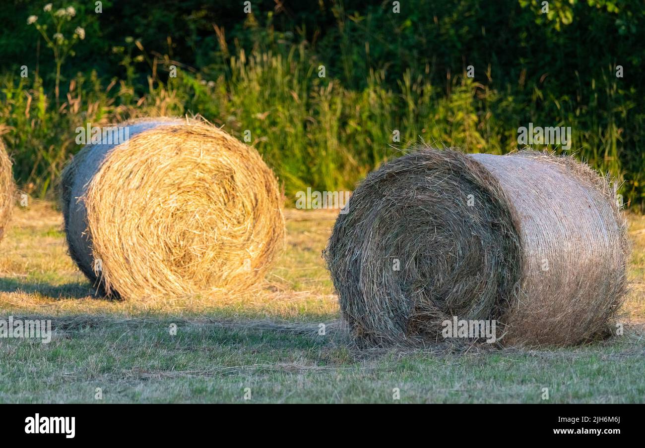 Hay after mowing and drying. Pressed hay in bales in the meadow Stock ...
