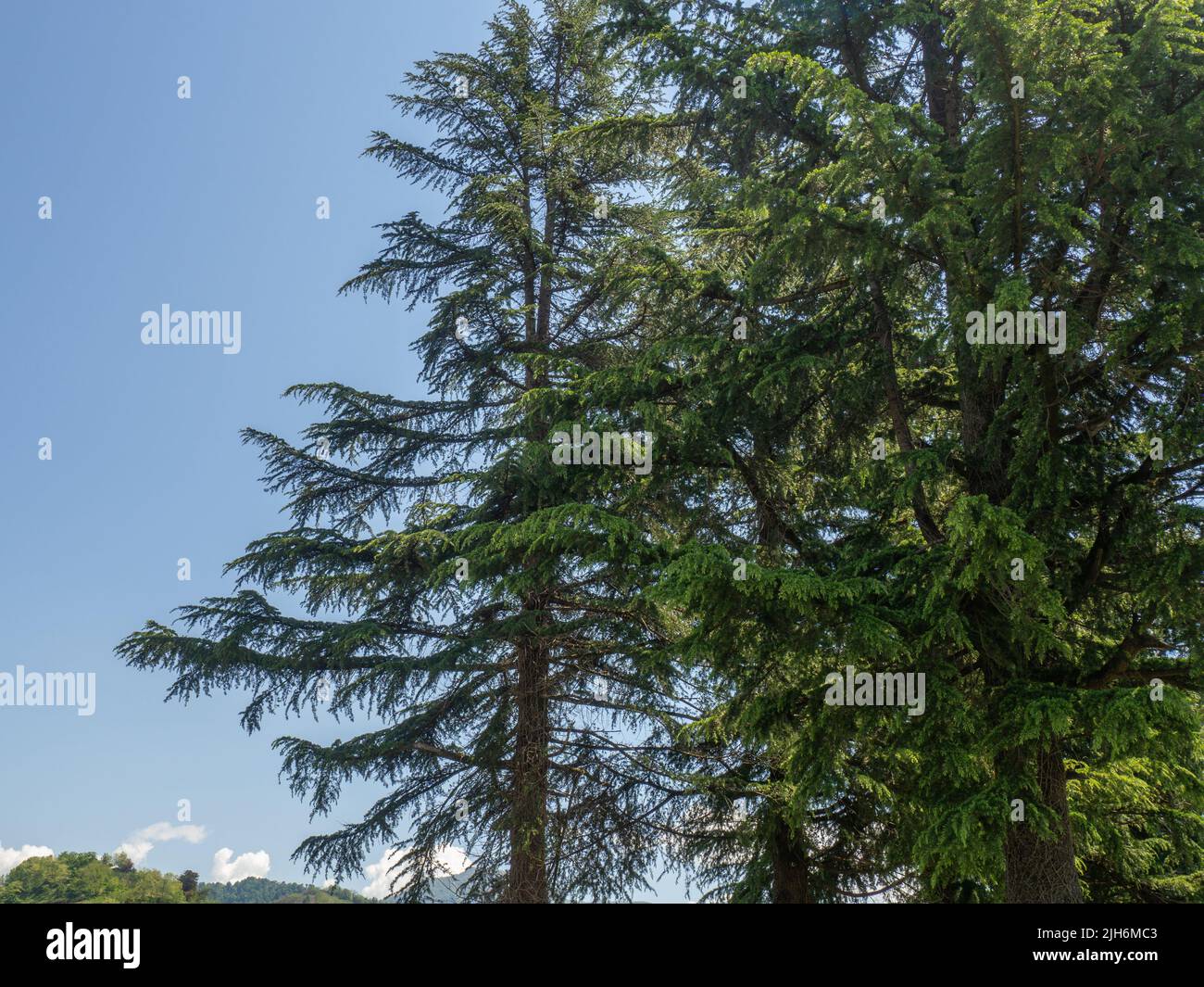 Branches of a coniferous tree against the sky. Beautiful tree. Part of ...