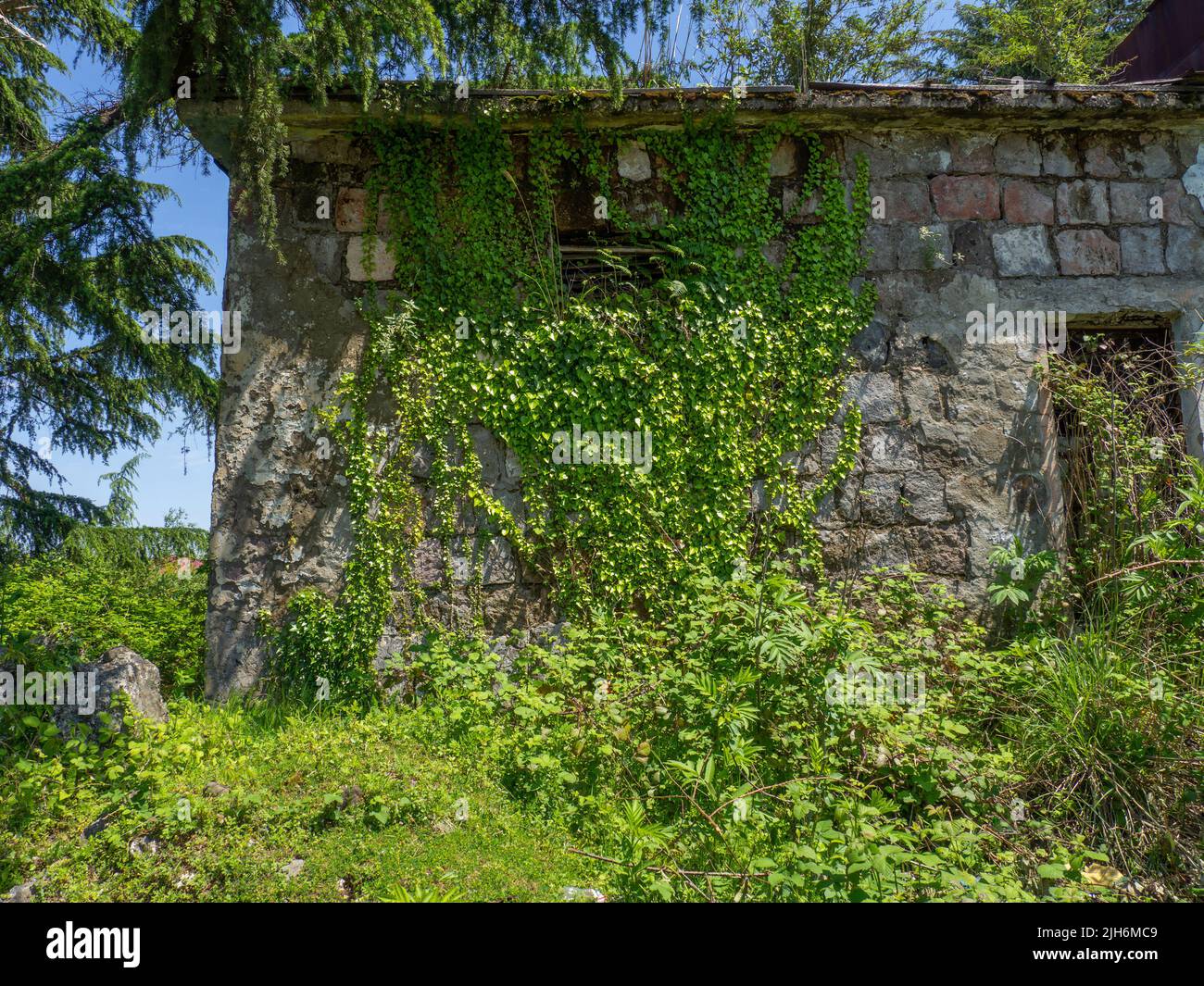 The wall of an old abandoned house, overgrown with plants. Abandoned ...