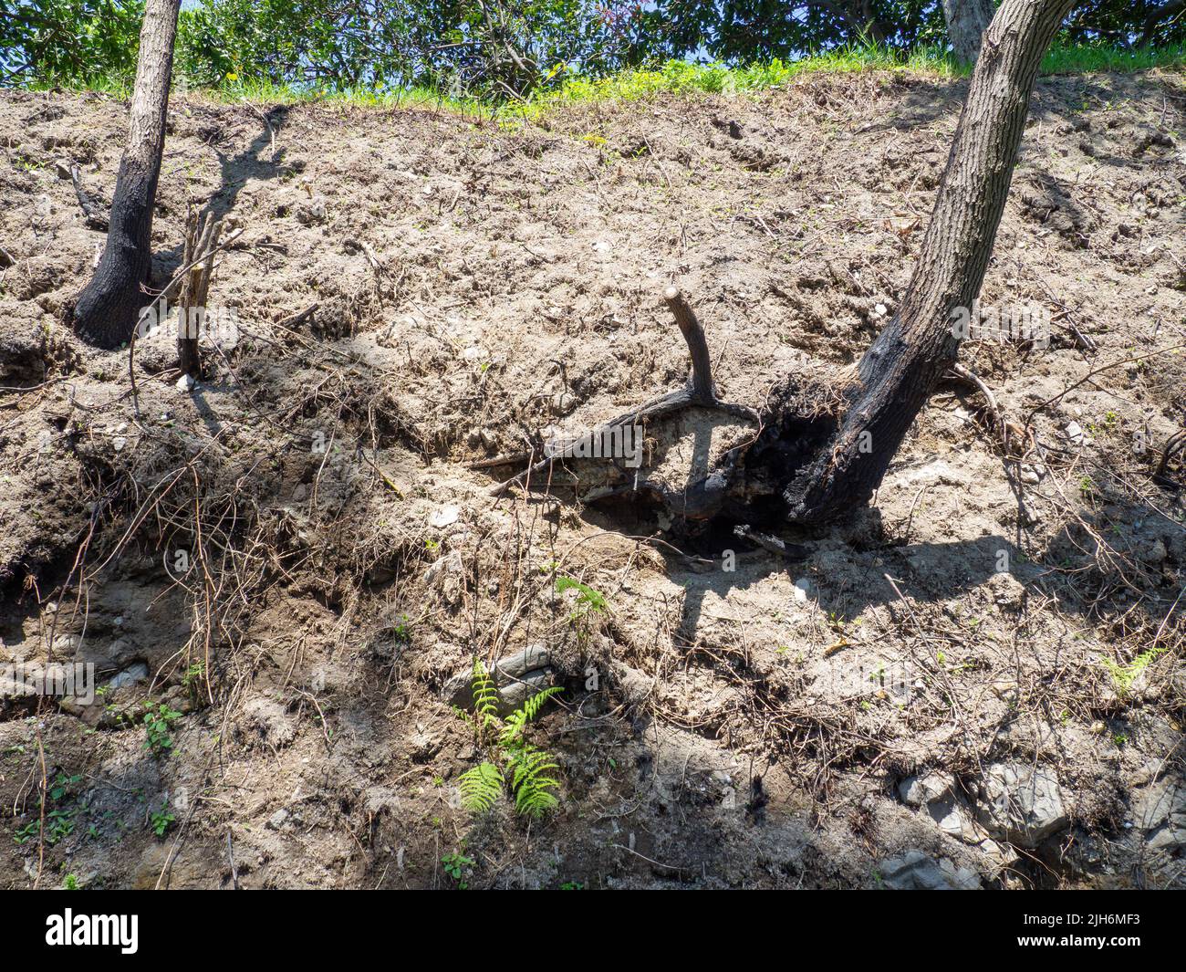 Tree roots and dry ground. Sand. Earth slope. Background Stock Photo ...