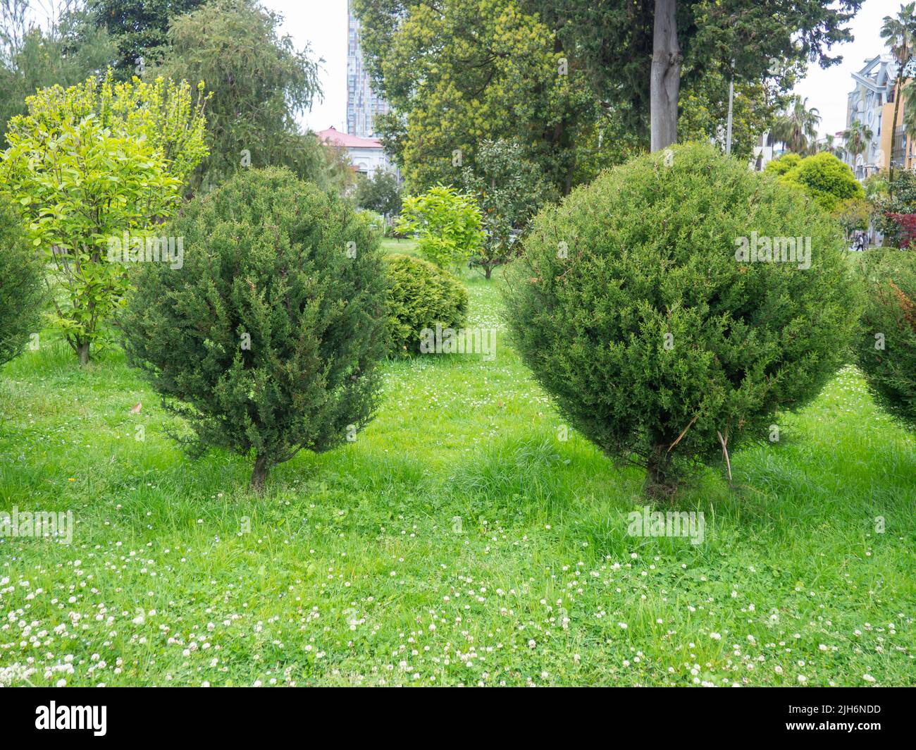 Sheared shrubs hi-res stock photography and images - Alamy