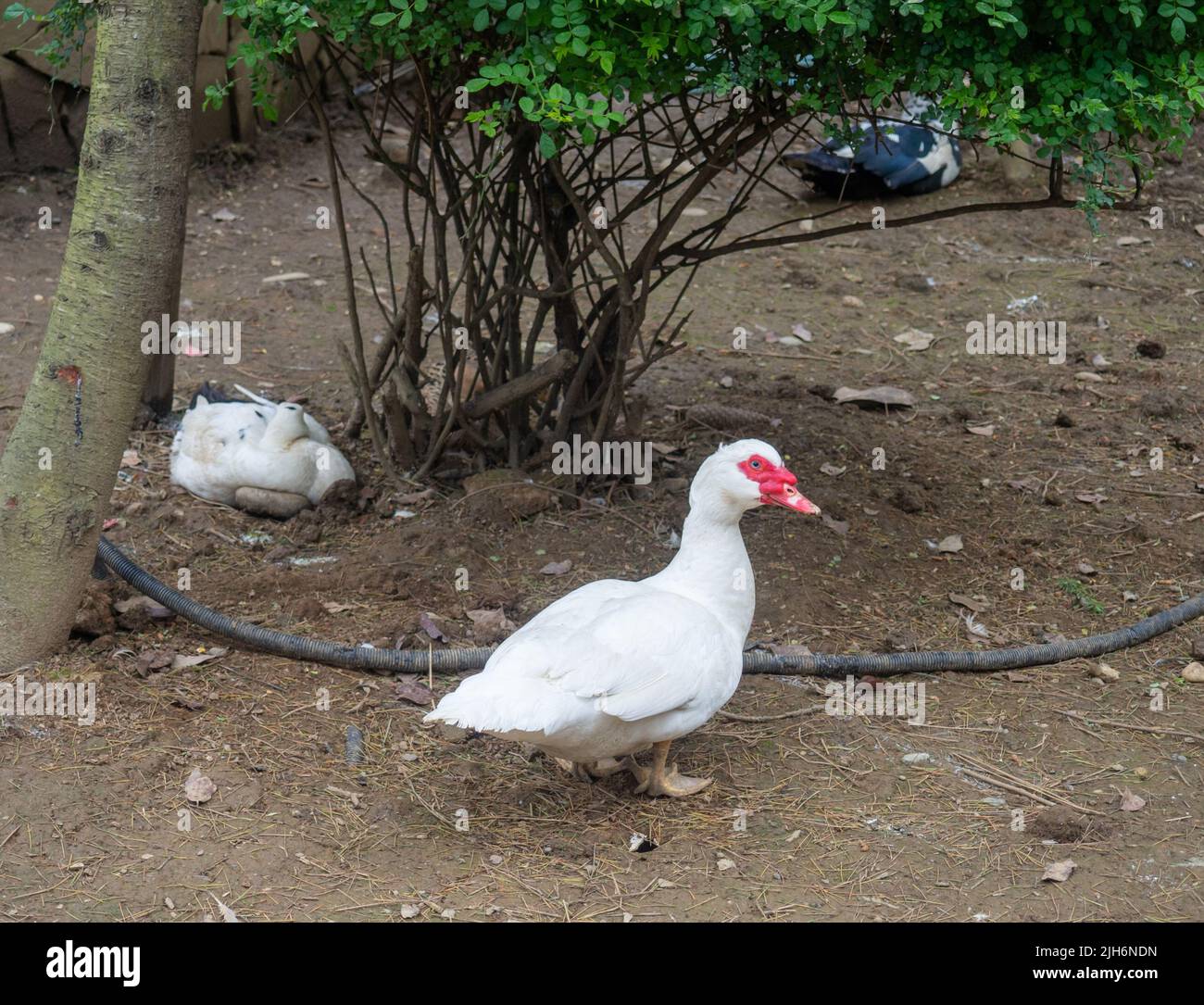 Muscovy duck in the park. Bird in the zoo. Rare animal. Duck in the zoo ...