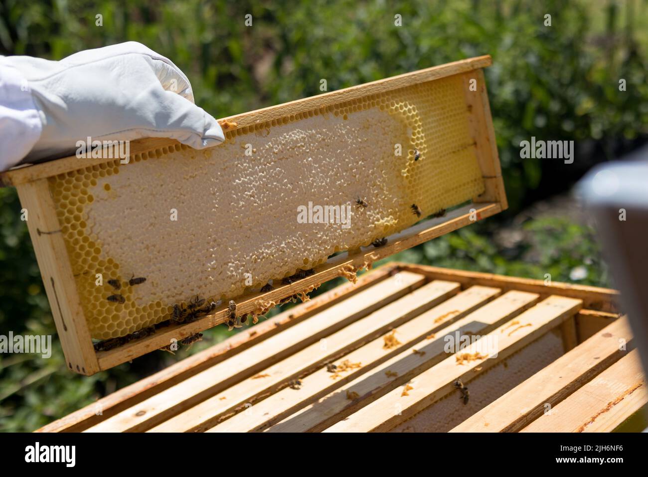 Beekeeper in protective mask close hi-res stock photography and images ...