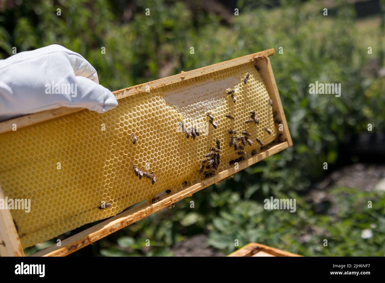 Beekeeper holds bee hive frame in hand with honey and emtpy cell. Bees ...