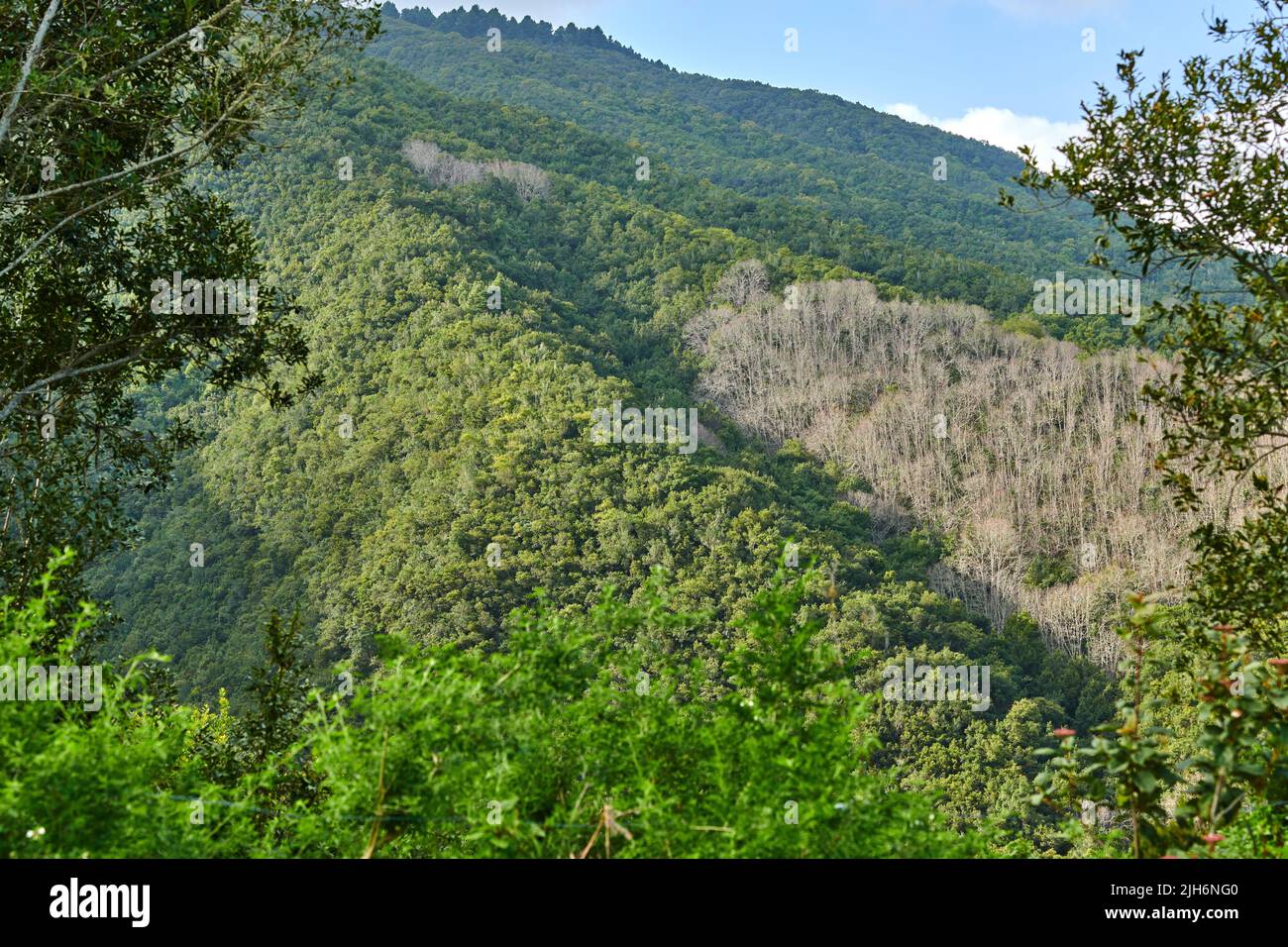 Vibrant greenery with plants on a hill in a secluded countryside ...