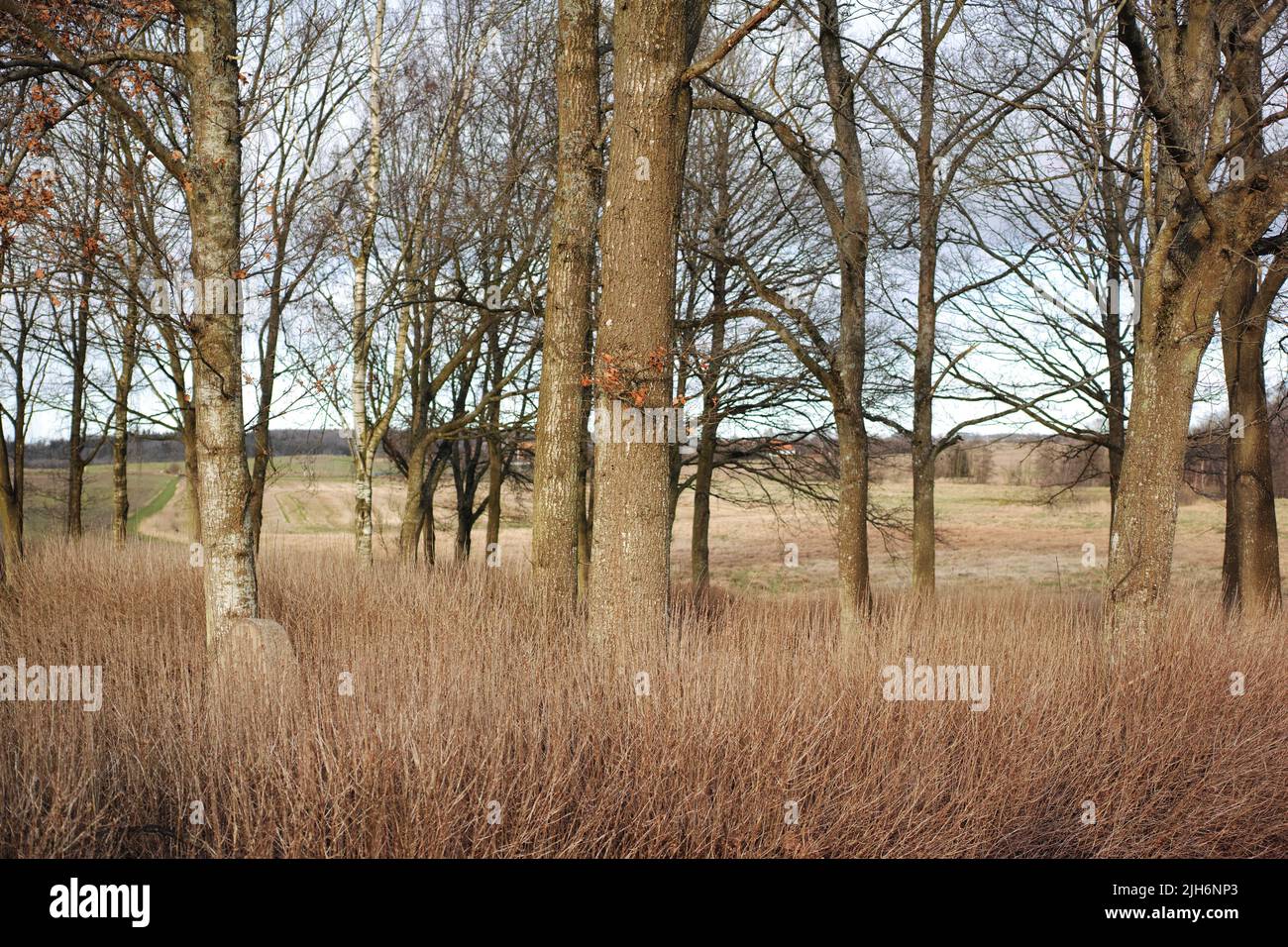 Autumn leafless trees in a forest on clear day with copy space. Nature ...