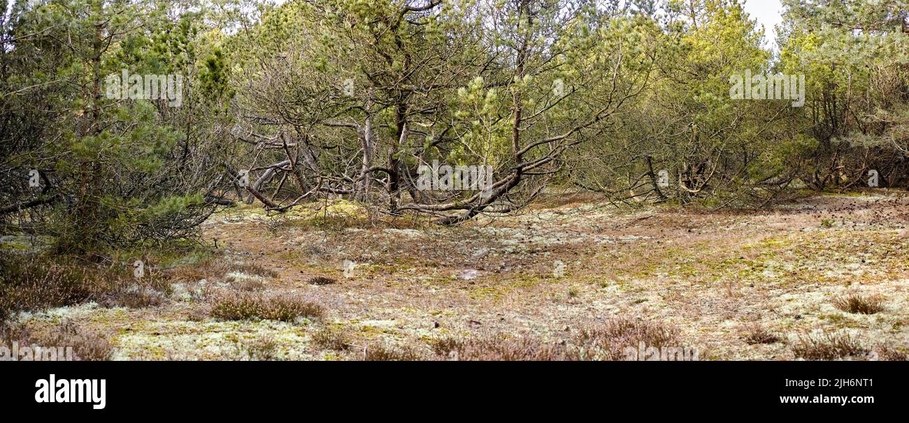 Bushes of dry and arid trees and plants in a forest. Rural and remote ...