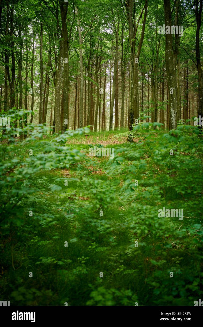 A lush green forest with tall trees and shrubs in a remote nature ...