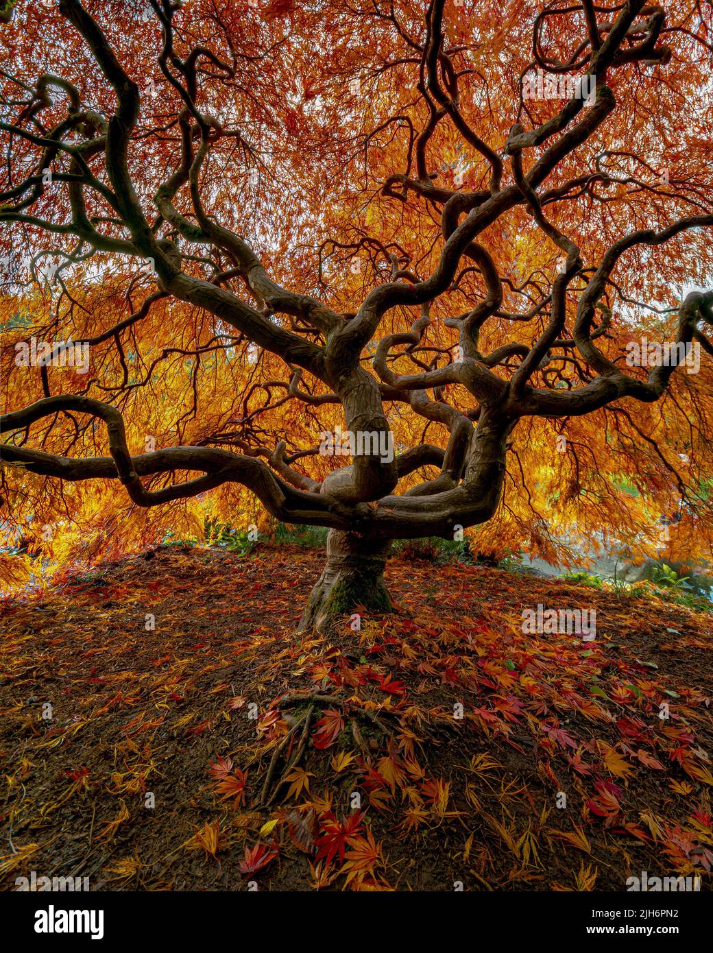 Autumnal colours in Seattle's Japanese Gardens as the twisted Laceleaf ...