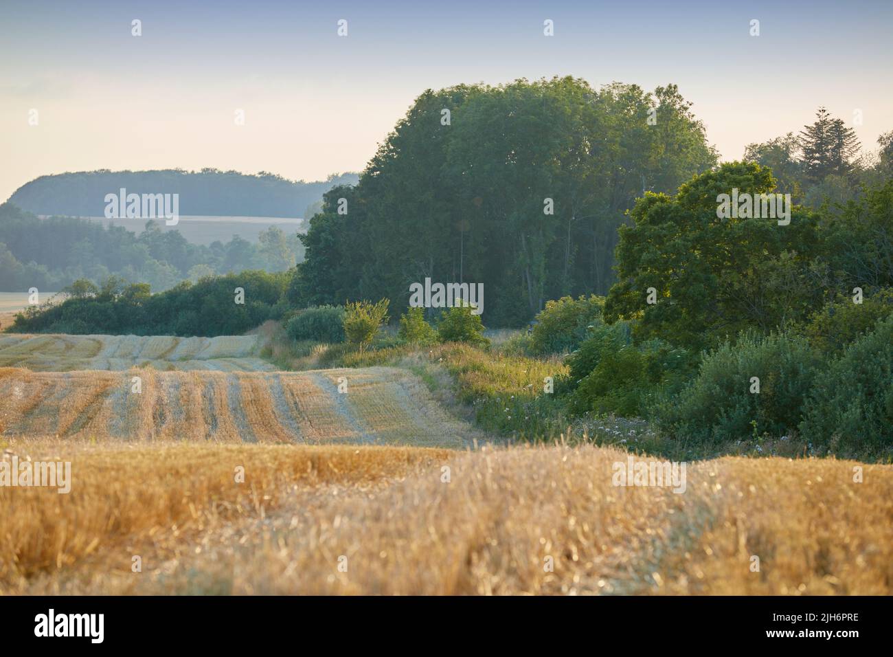 Peaceful farm landscape of wheat fields in the countryside after ...