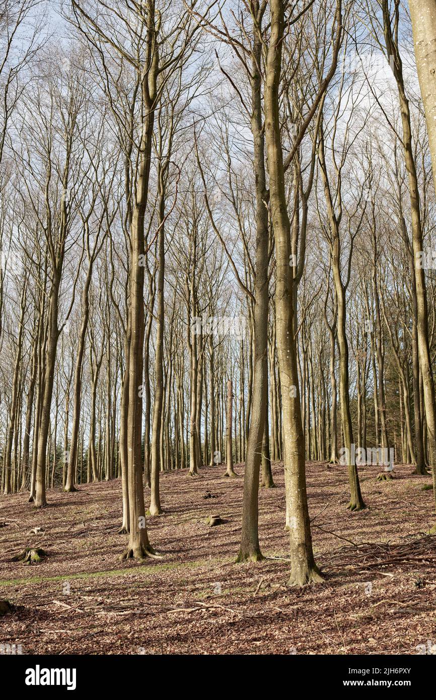 Deforestation of forest trees to clear way for building and ...