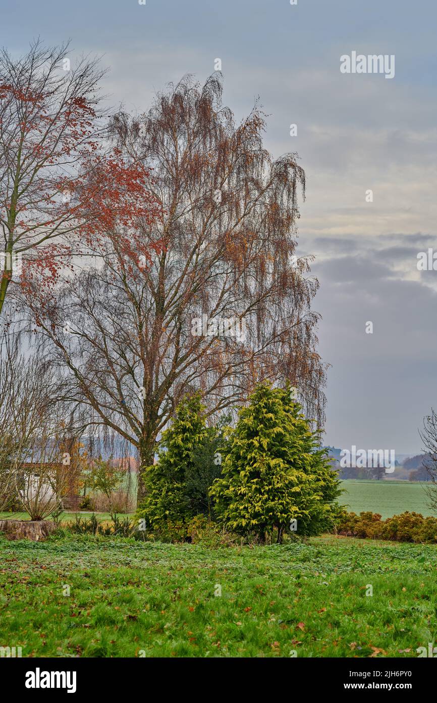 Leaves start falling off trees as autumn begins in the English ...