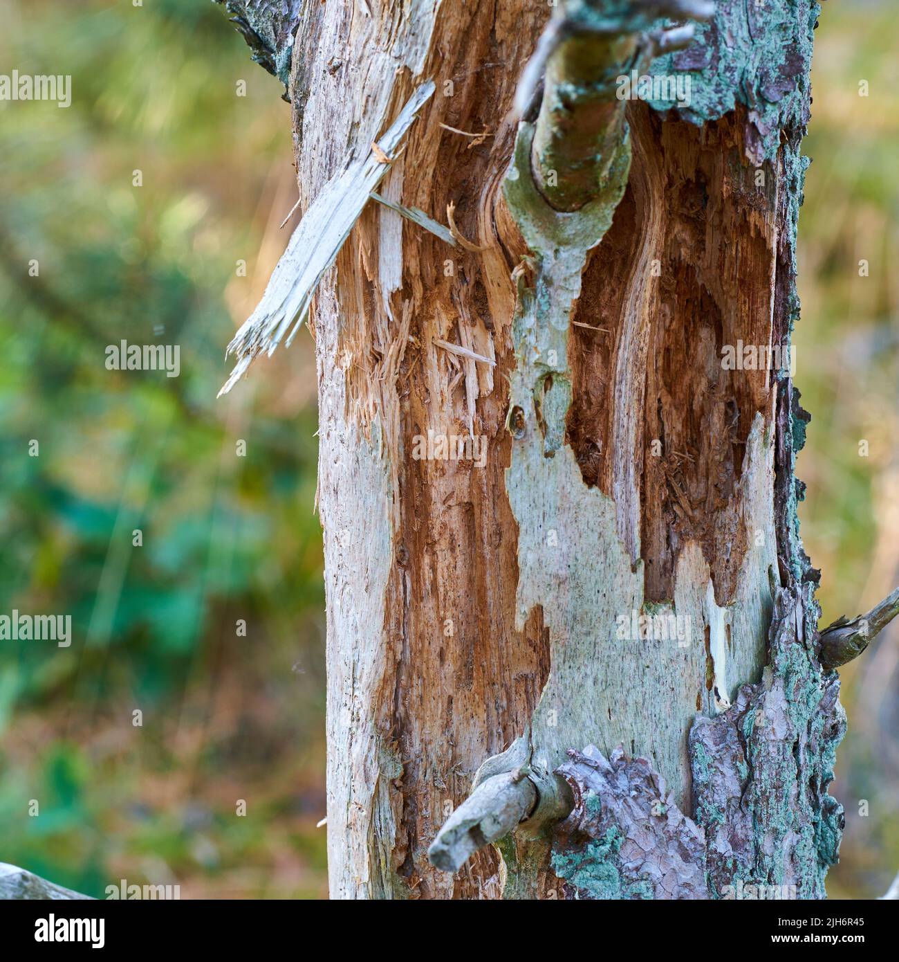 Old tree trunk hi-res stock photography and images - Alamy