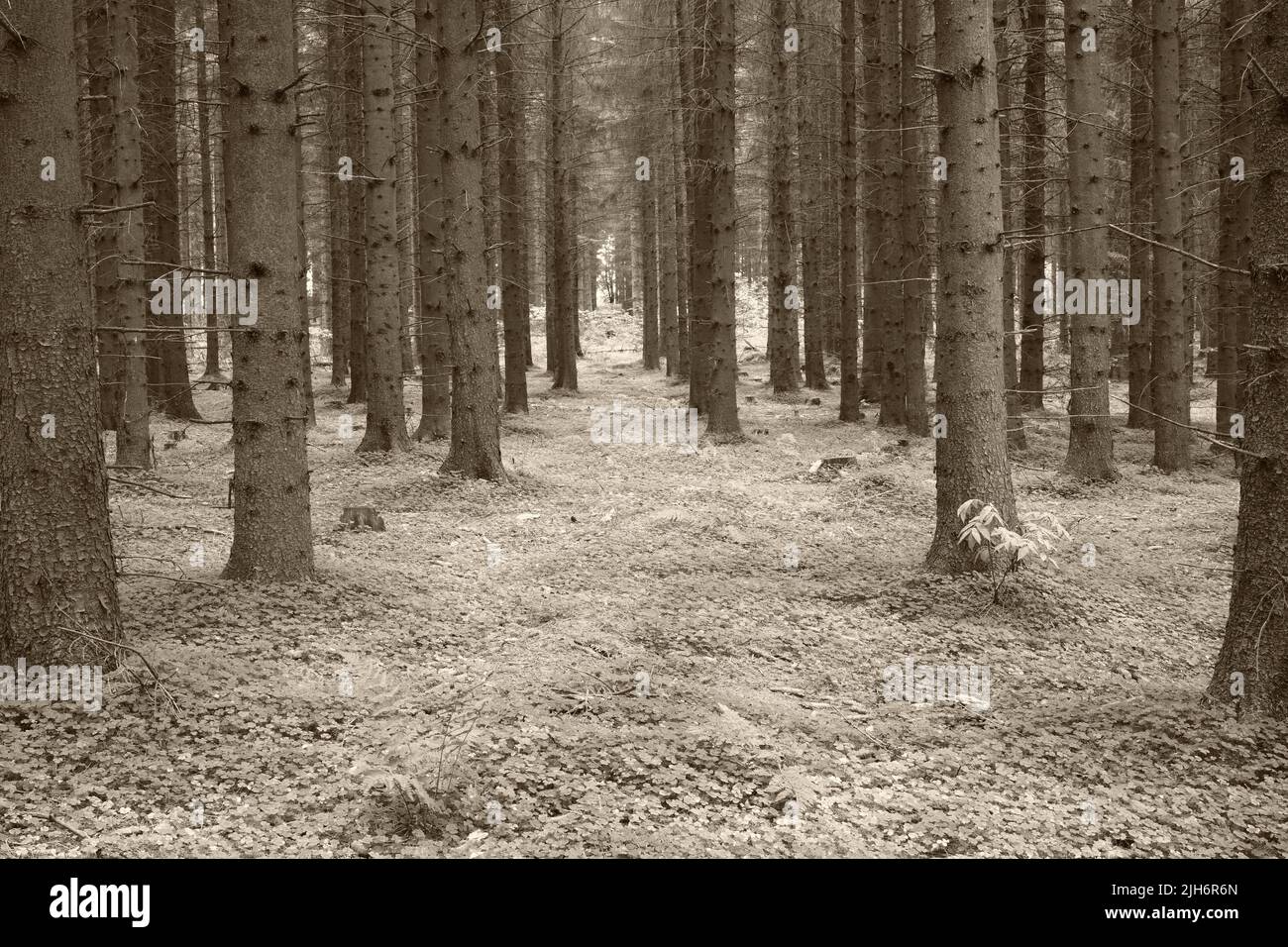 Grayscale landscape of Autumn leafless trees in a forest with copy ...