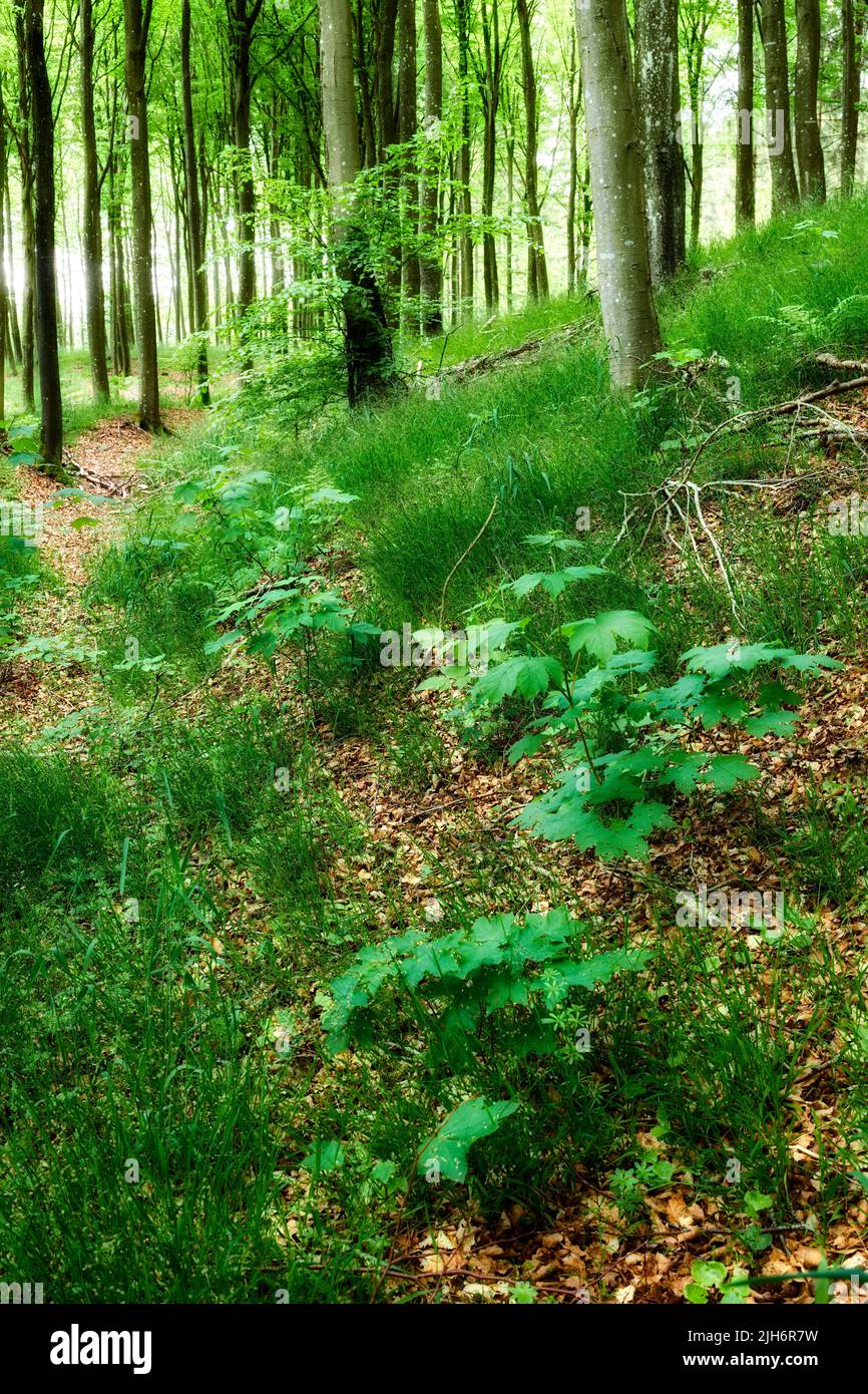 Spring nature growth in a green forest. Low angle landscape of trees in ...