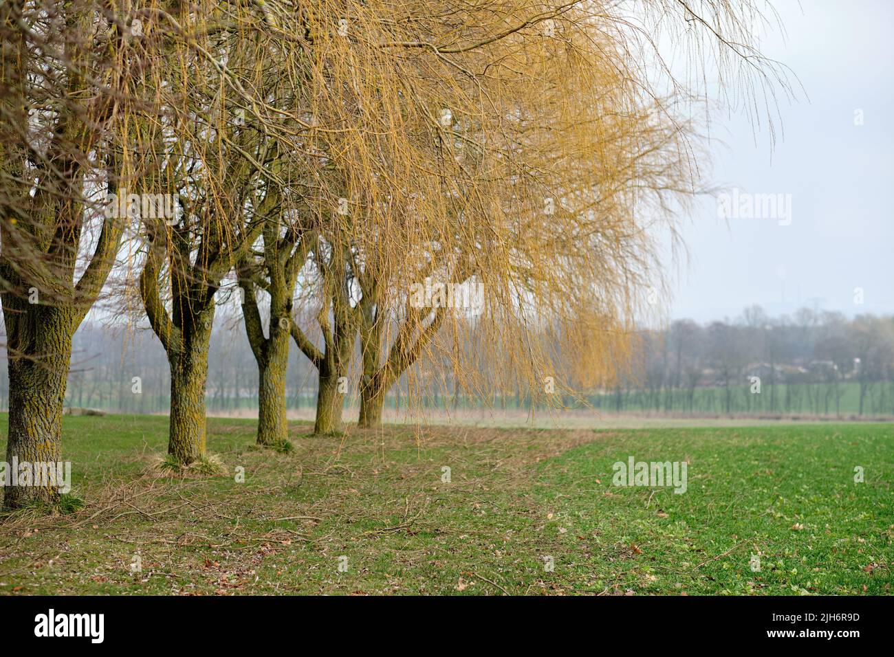 Landscape view of dry autumn trees in wild and remote coniferous forest ...