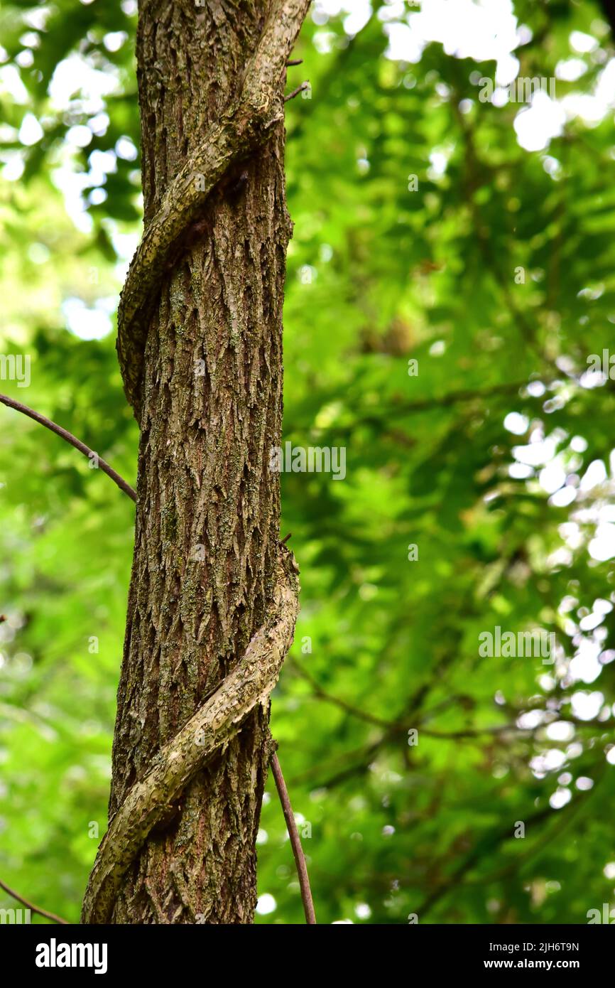 Vine tree branches hi-res stock photography and images - Alamy