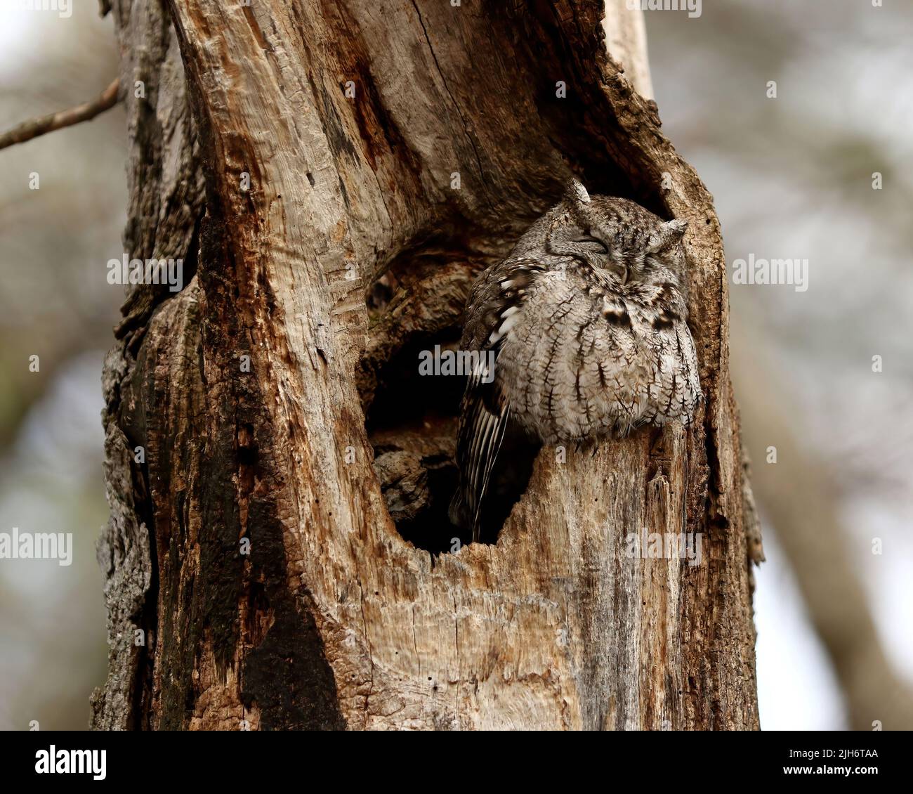 Adult Eastern Screech Owl Stock Photo - Alamy