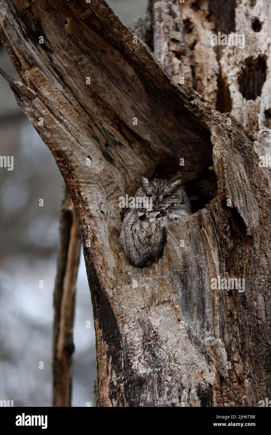Adult Eastern Screech Owl Stock Photo - Alamy