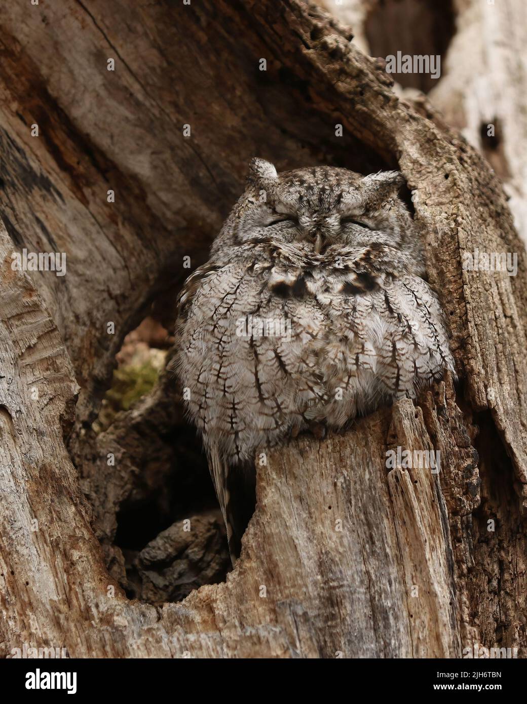 Adult Eastern Screech Owl Stock Photo - Alamy