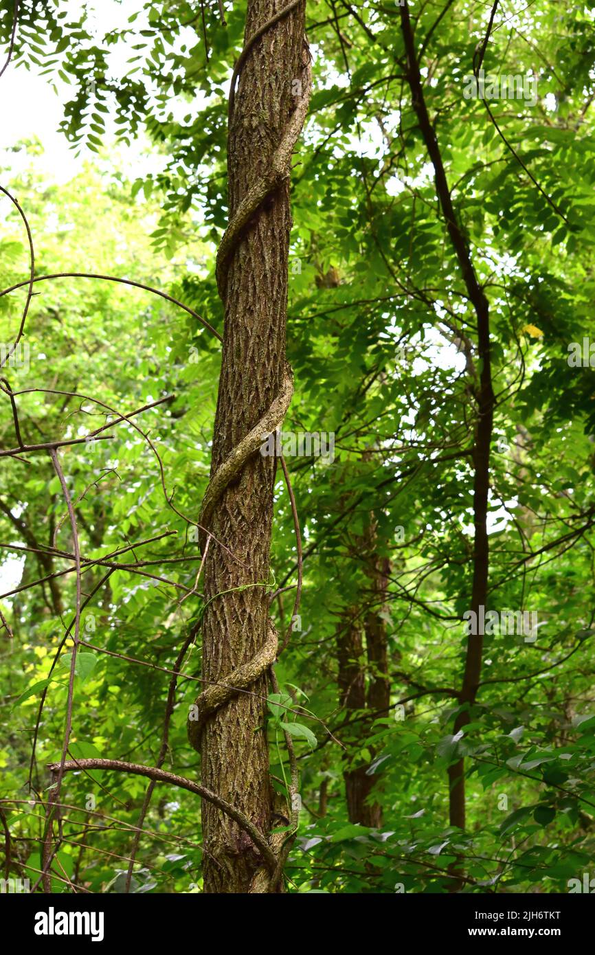 Vine tree branches hi-res stock photography and images - Alamy