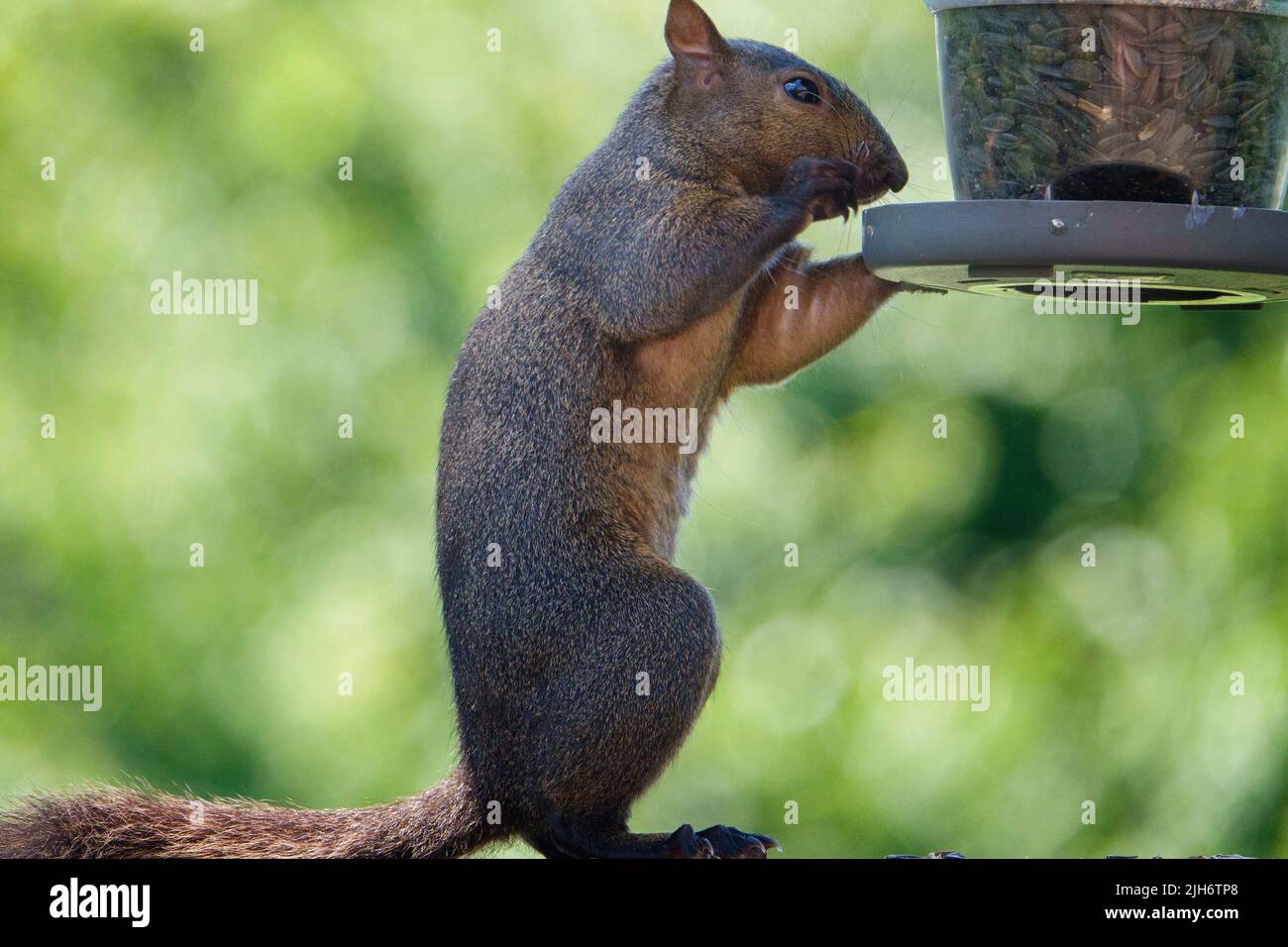 A Squirrel hangs onto the bird feeder Stock Photo - Alamy