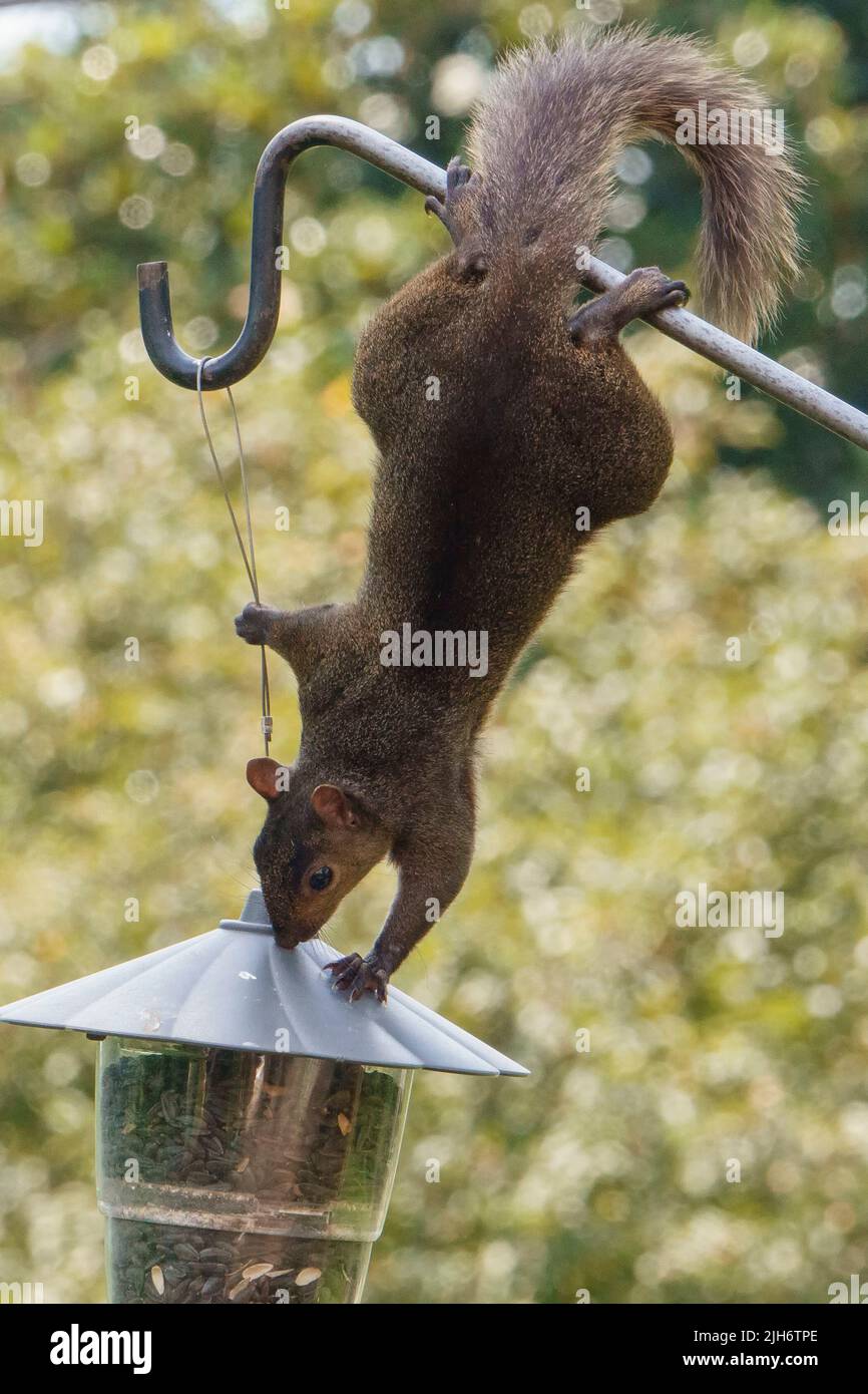A Squirrels hanging upside down to get to the bird feeder Stock Photo ...