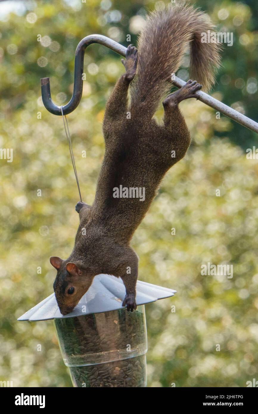 A Squirrels hanging upside down to get to the bird feeder Stock Photo ...