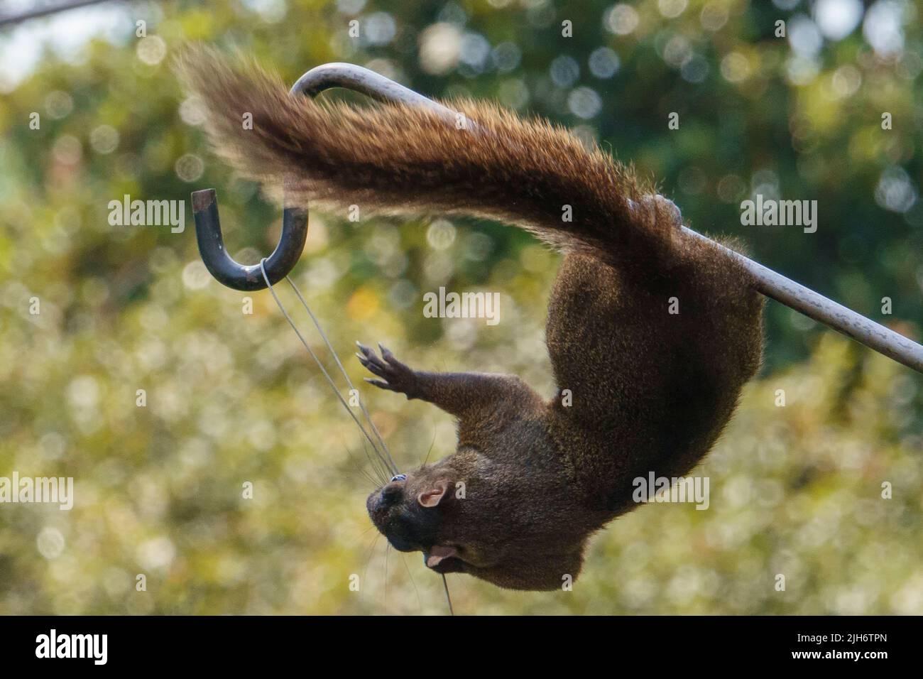 A Squirrels hanging upside down to get to the bird feeder Stock Photo ...