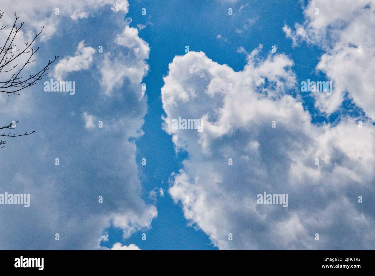 Billowing summer clouds sail over tree branches Stock Photo - Alamy