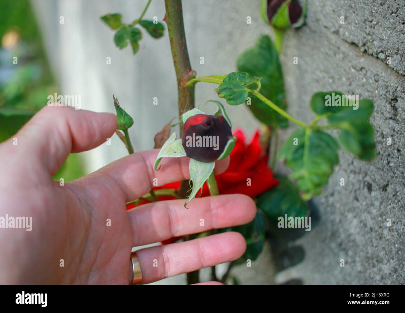 caressing a young red rose in my garden Stock Photo - Alamy