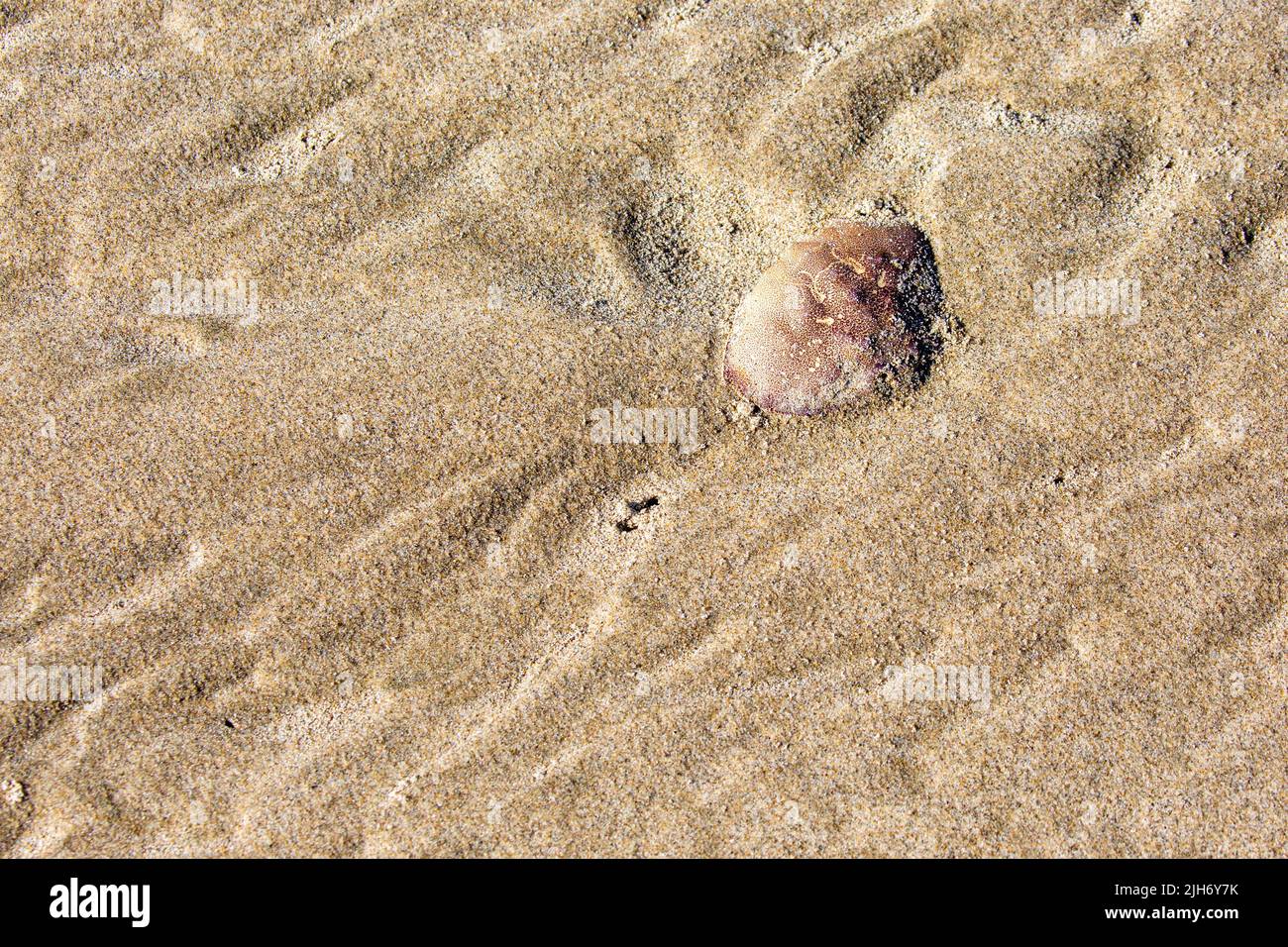 Crab shell texture hi-res stock photography and images - Alamy