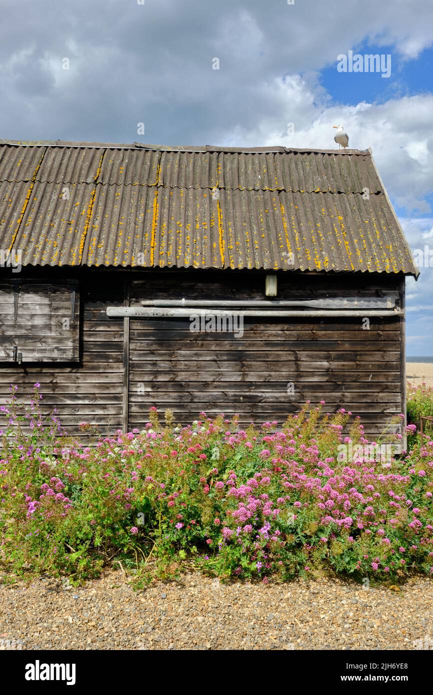 Fisherman's Hut Aldeburgh Beach Portrait view Stock Photo - Alamy