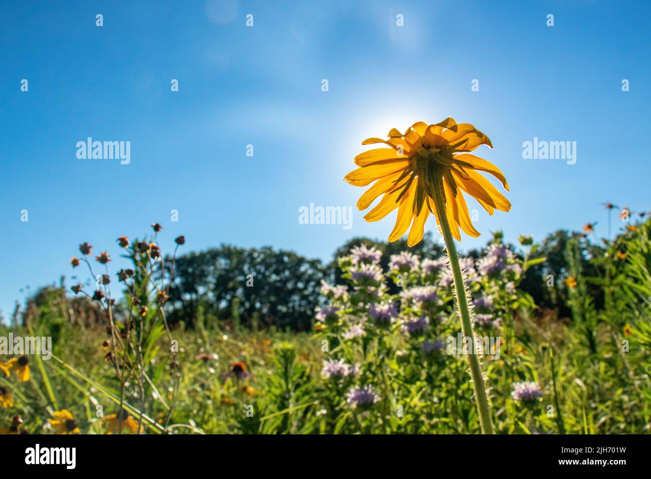 Bugs view hi-res stock photography and images - Alamy