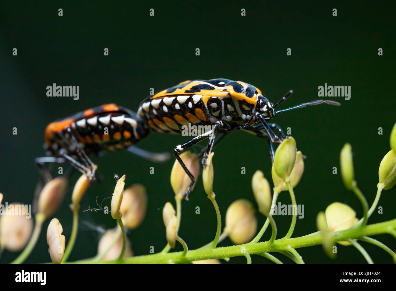 Harlequin beetles hi-res stock photography and images - Alamy