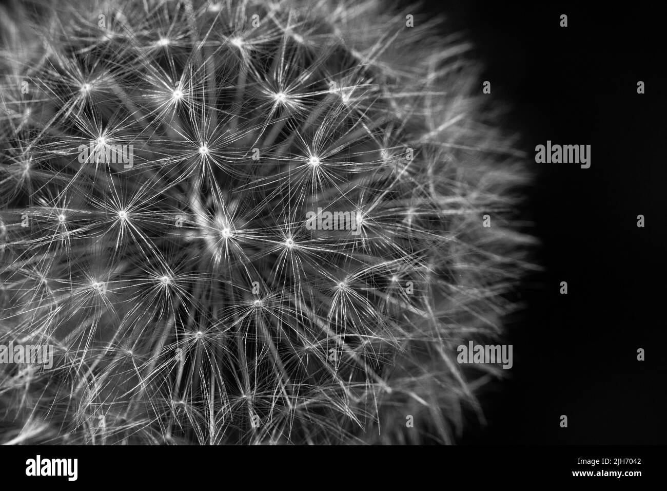 Dandilion Black and White Stock Photo - Alamy